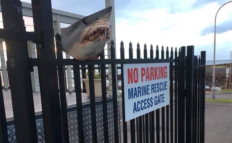 Shark head impaled on fence of Marine Rescue building - ABC News
