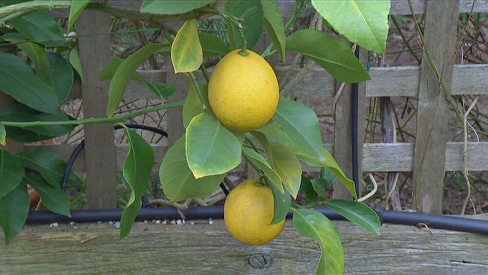 Lemonicious - Gardening Australia