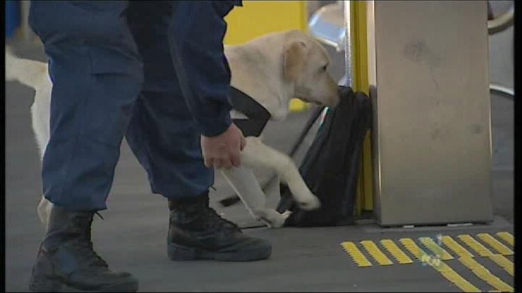 Bomb detection dog starts Qld train patrol - ABC News