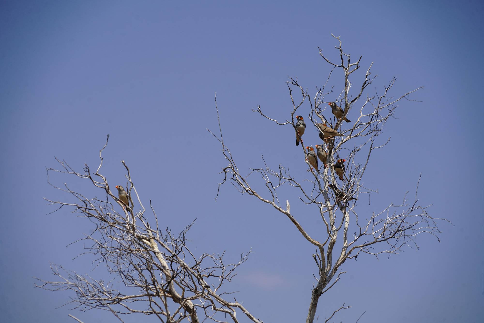 From the sands of time, the Pintupi Nine were thrust into the glare of ...