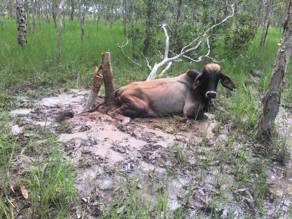 NT cattleman rescues heifer wrapped around a tree by its tail - ABC News
