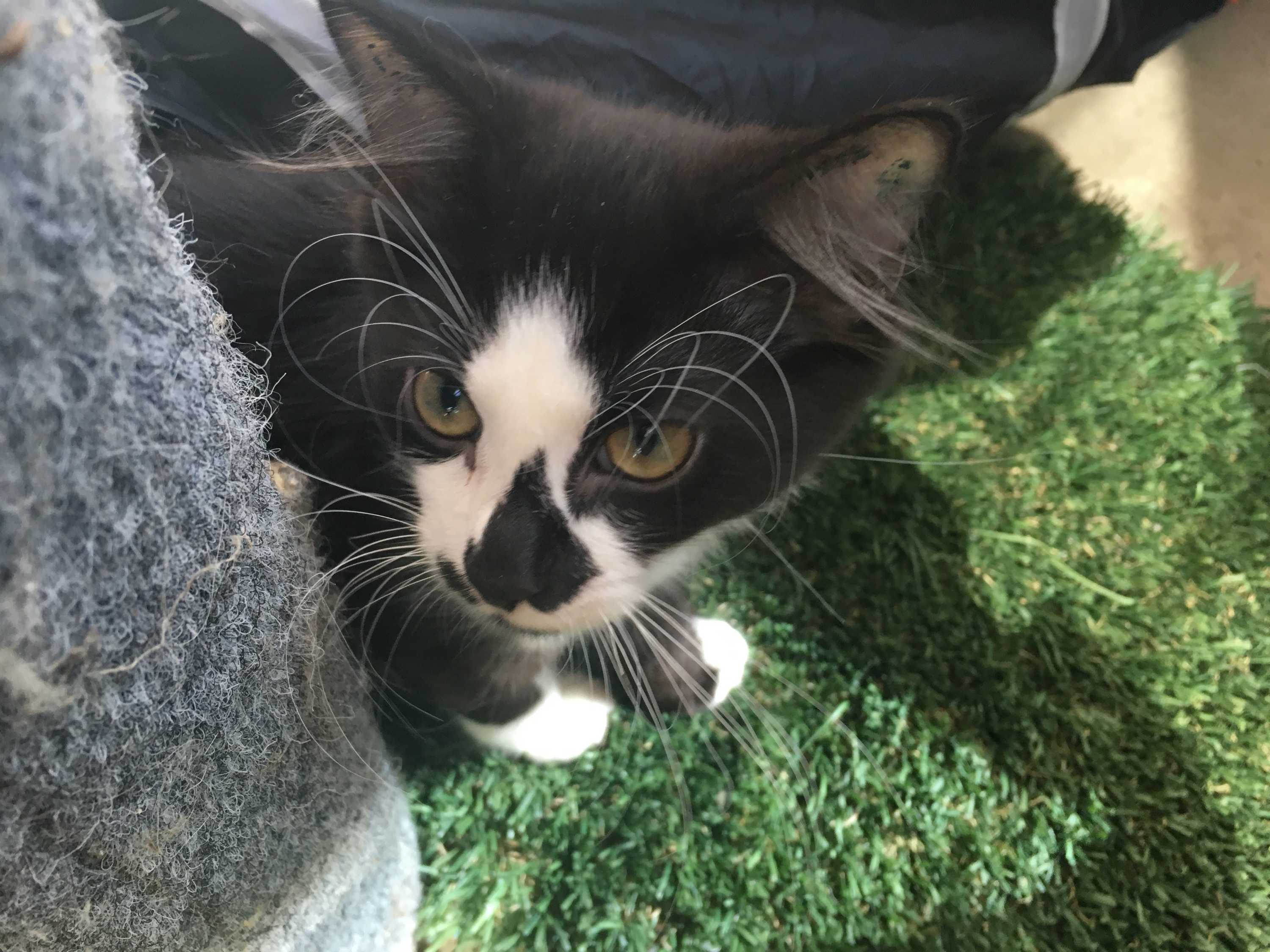 RSPCA's 'CatPacity' campaign sees push for adoption through animal ...