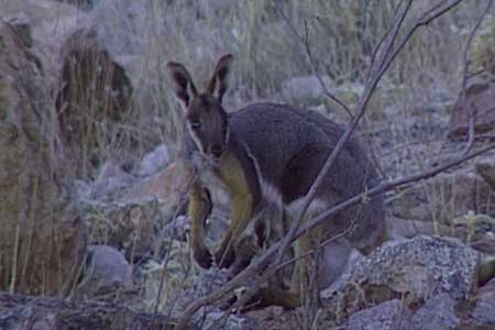 Captive breeding aims to preserve rare wallabies - ABC News