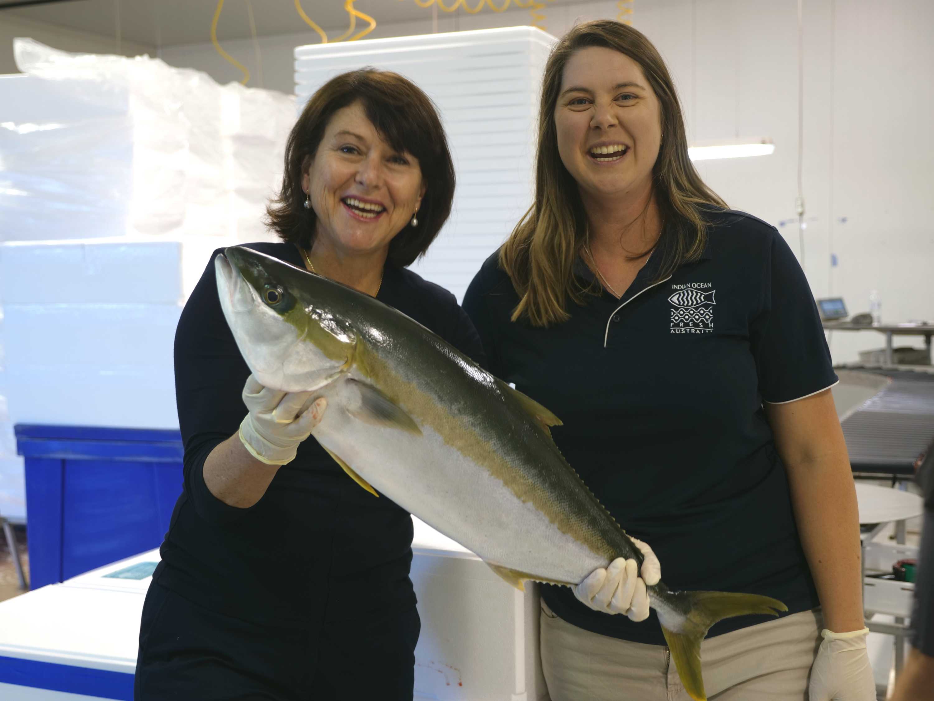 Valuable fish culled as WA kingfish producer loses faith in WA State ...
