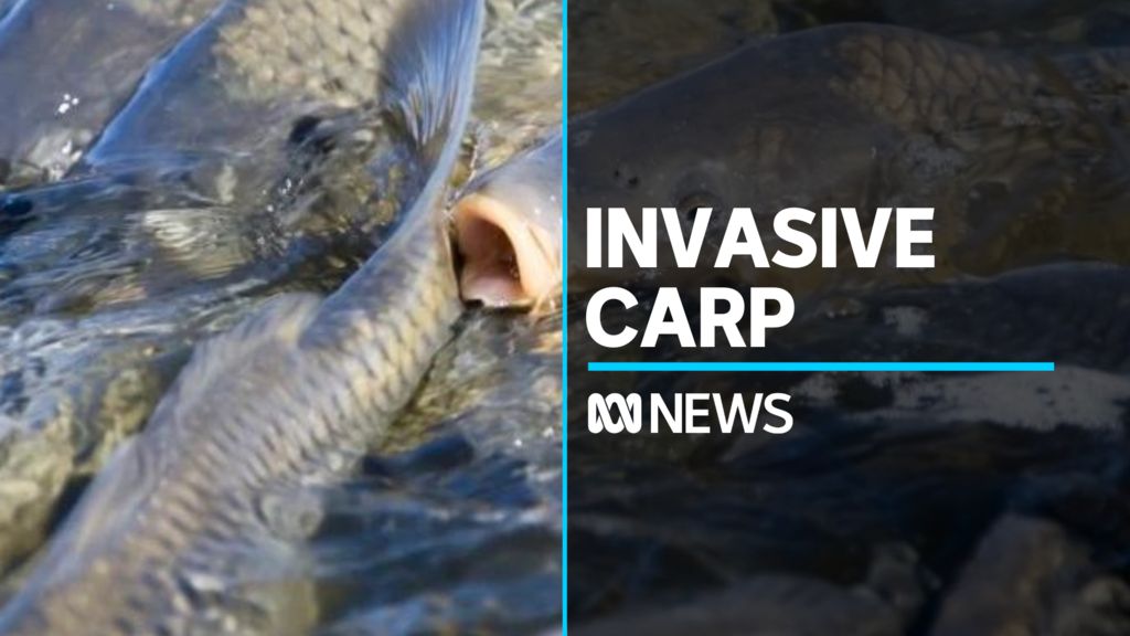 Widespread flooding enables invasive carp population to explode - ABC News