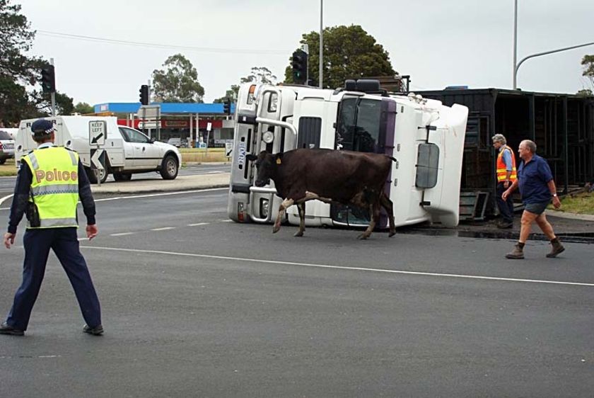 Woman injured, animals killed as cattle truck overturns - ABC News