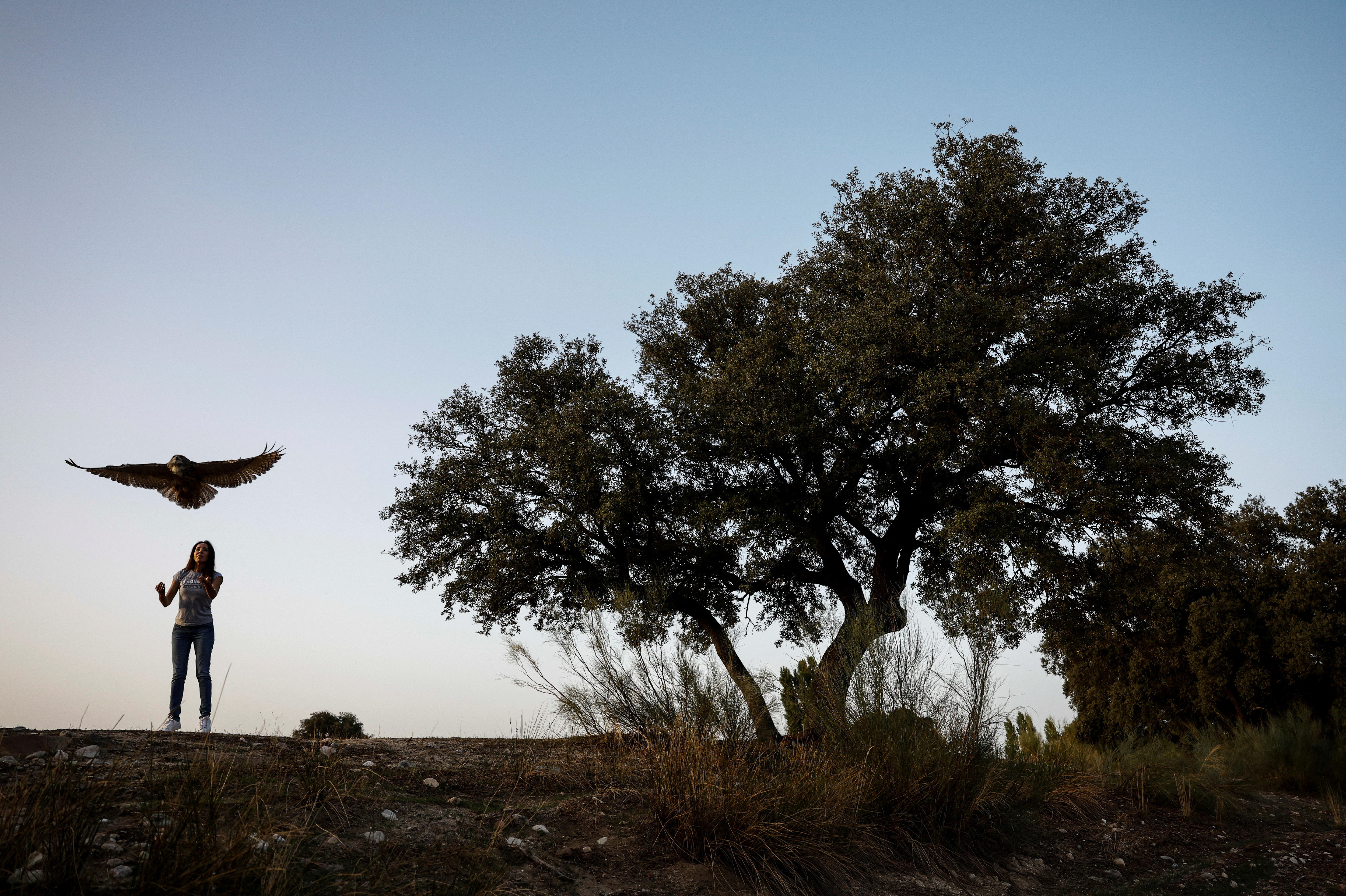 Hatched in Madrid zoo and taught to hunt, twin eagle owls are released ...