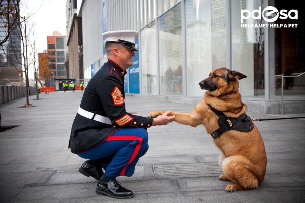 US Marine Corps dog Lucca given highest award for military animals ...