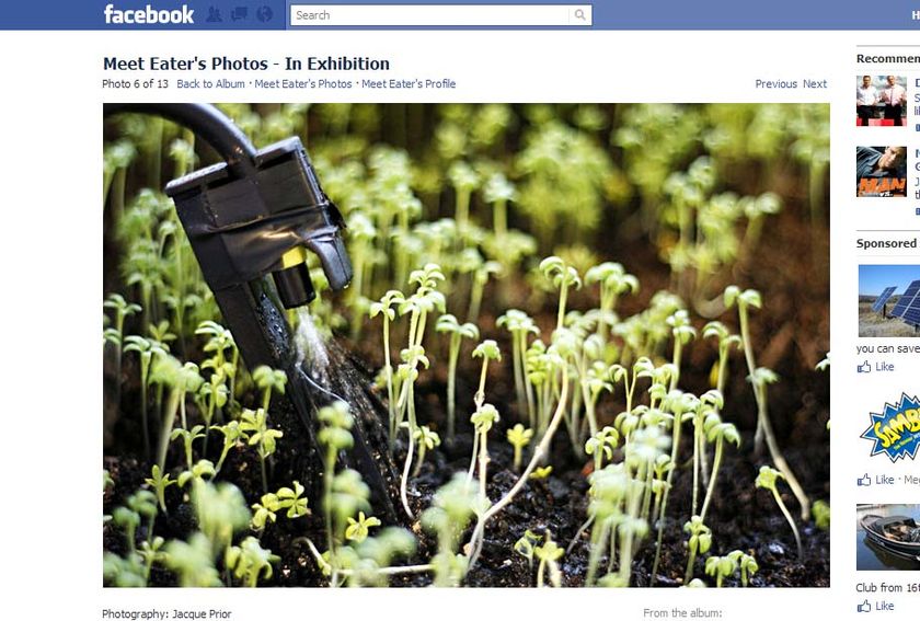 Plant feeds on Facebook fans - ABC News
