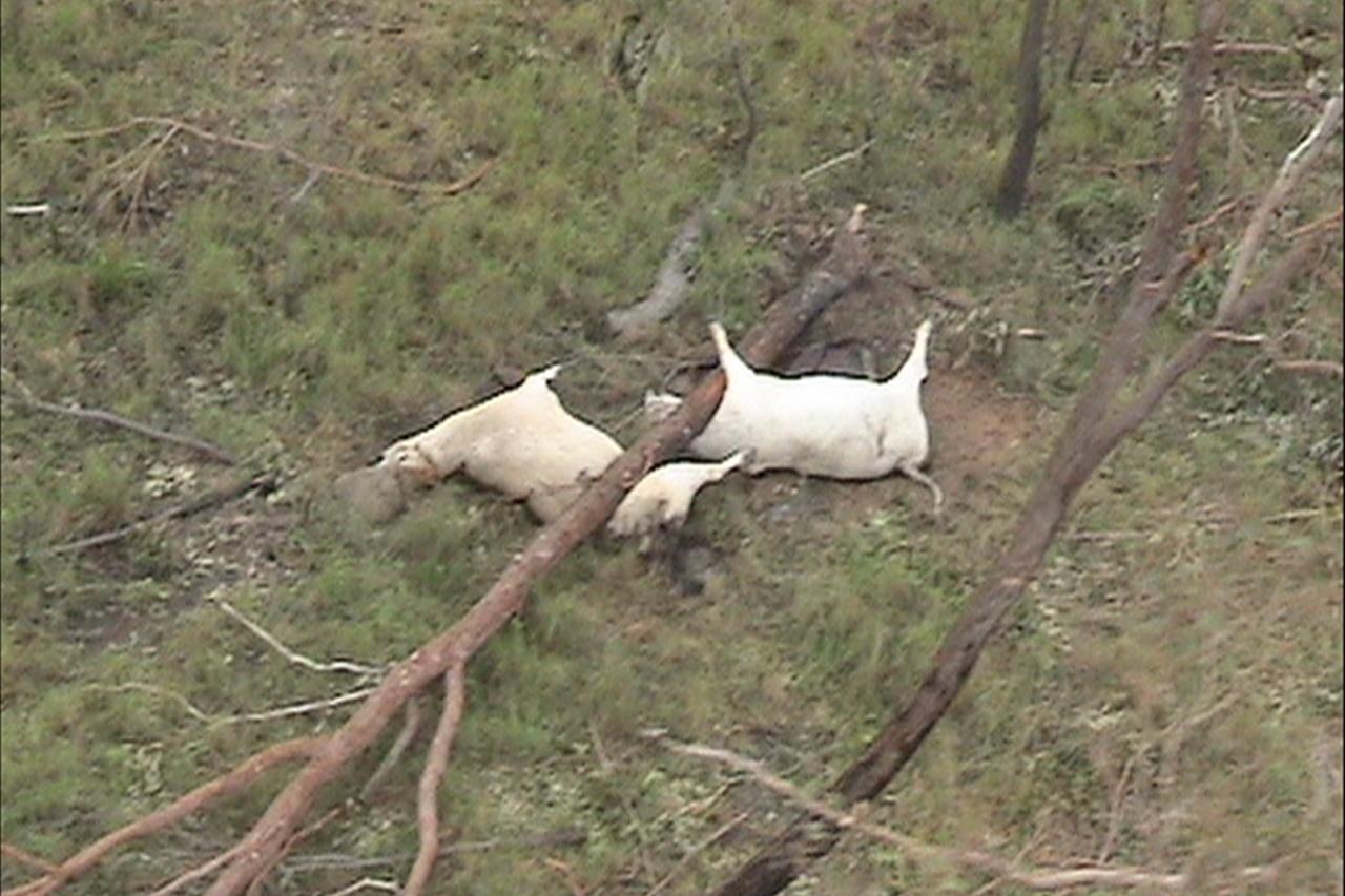 Graziers face Yasi reality - ABC News