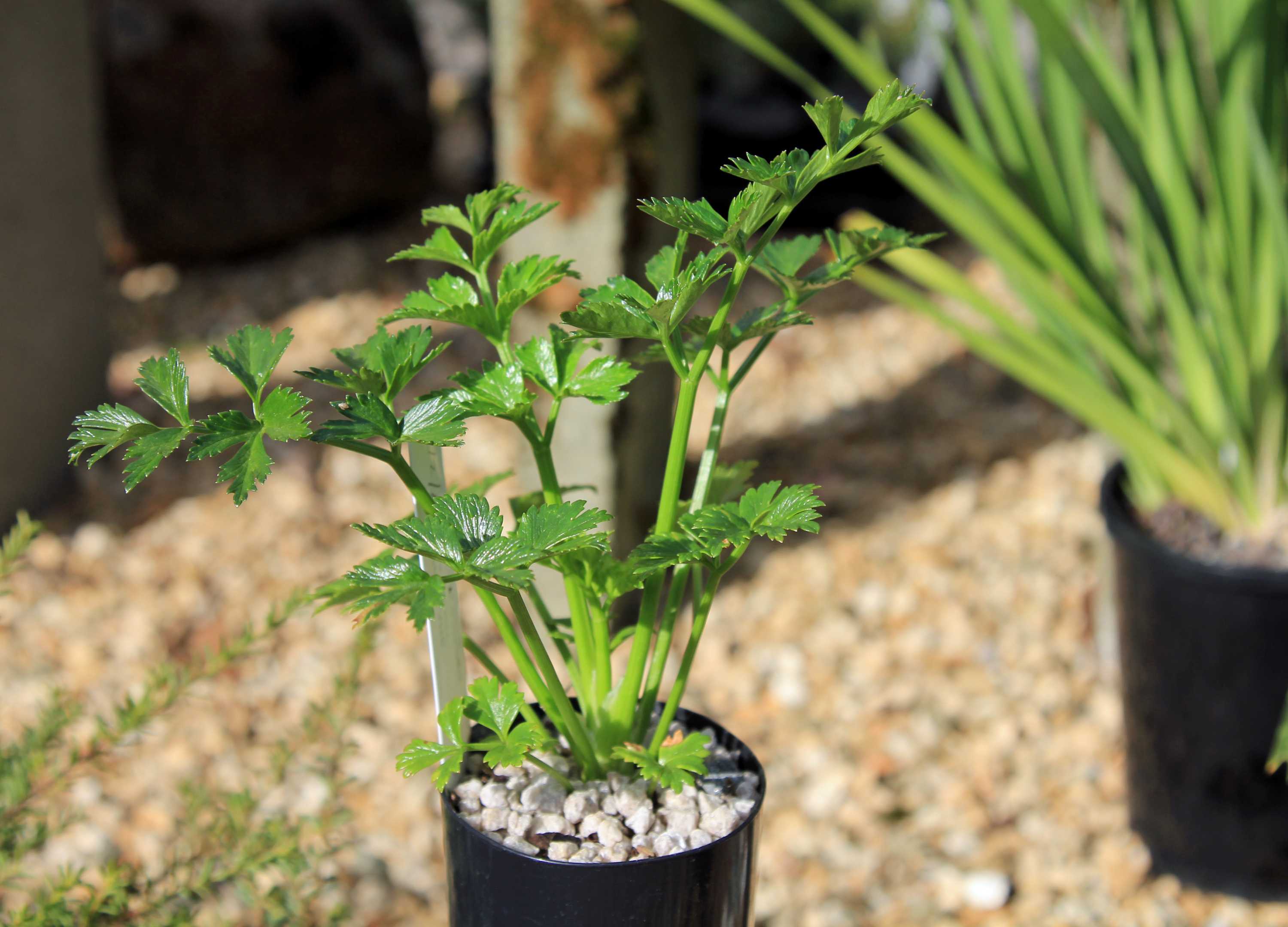 Going native: Growing trend towards Tasmanian native plants in ...