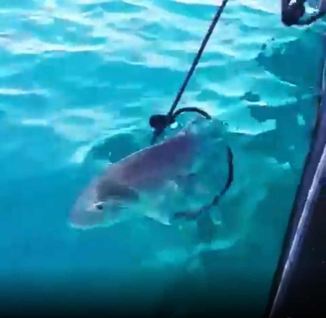 No fishing rod? Just try a piece of sausage. And a lasso. - ABC listen