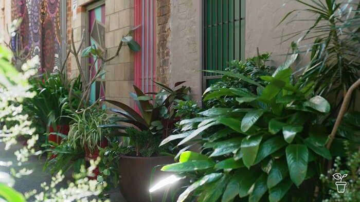 Laneway Love - Gardening Australia