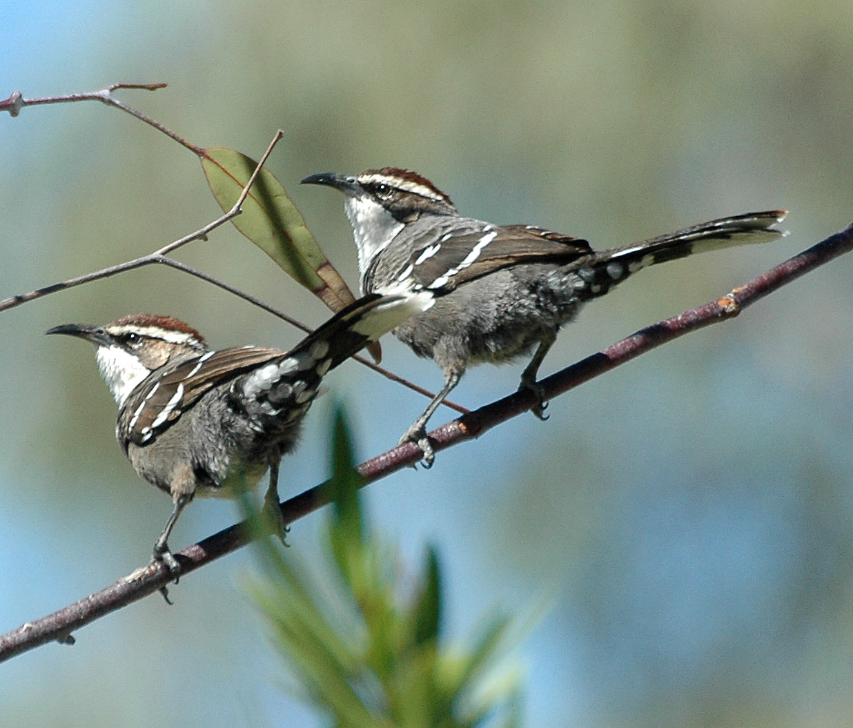 Babbler birds use primitive language to communicate with meaning, study ...