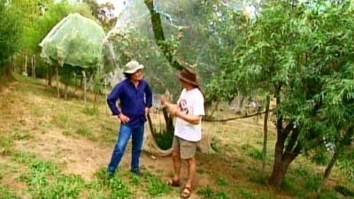 Weed Alert: Lantana - Gardening Australia