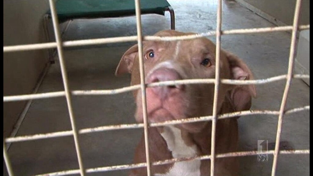 Qld Government to review dangerous dog laws - ABC News
