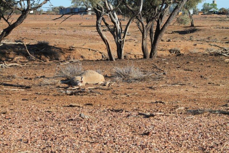 Warning on donated hay after death of sheep in drought-affected western ...