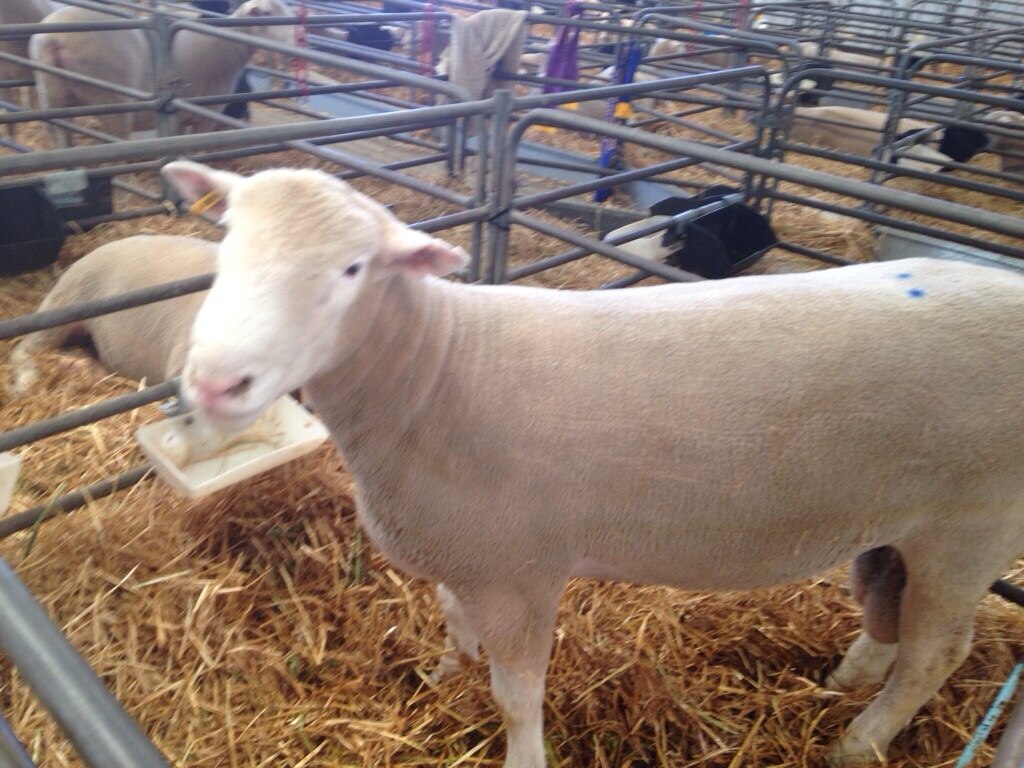 A West Australian Poll Dorset ram has set a world record price at the ...