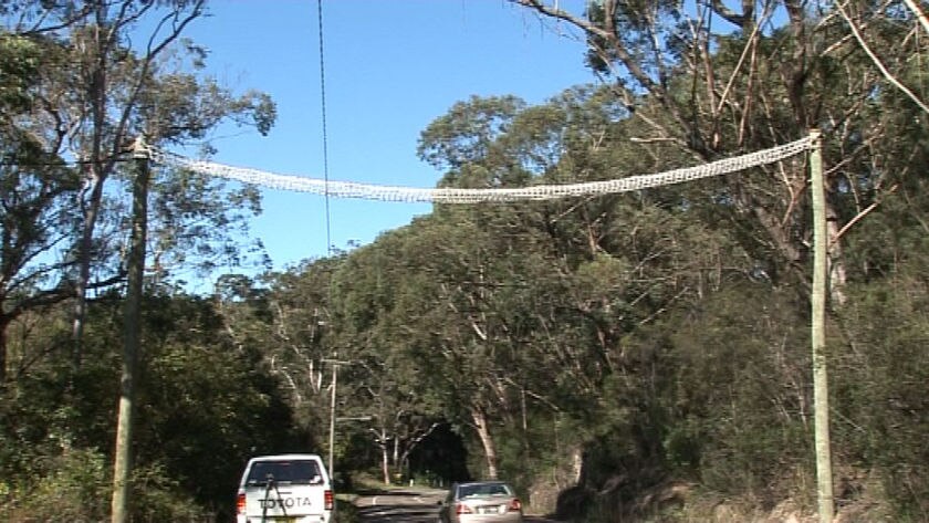 Building bridges to save Sydney possums - ABC News