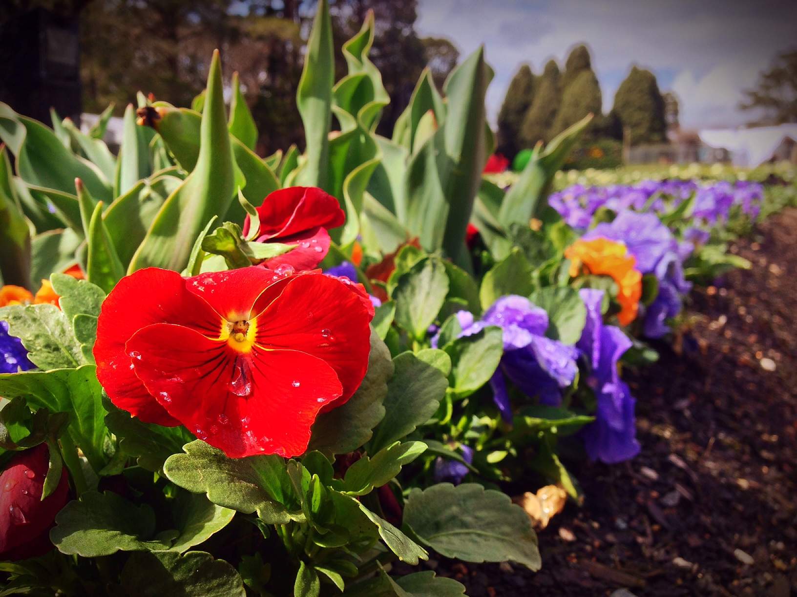 Floriade flower festival transforms Canberra with stunning colour ...