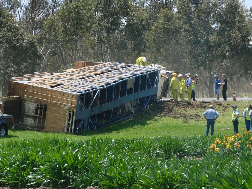 Cattle truck crash causes traffic chaos - ABC News
