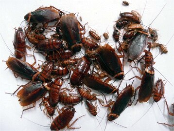 Cockroaches can breed for generations without males, study finds - ABC News