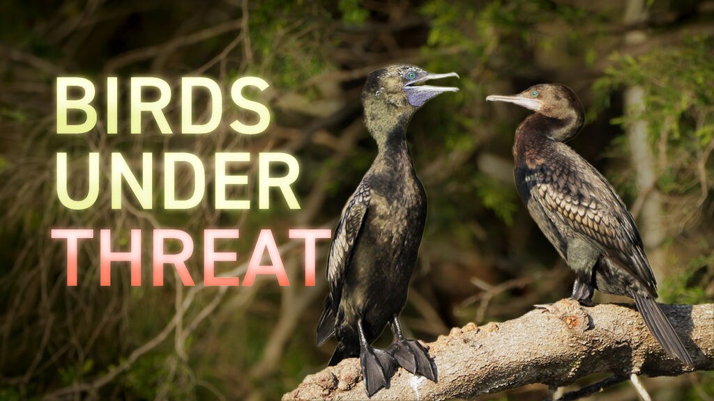 Australia’s threatened bird species declining by 2 per cent every year ...