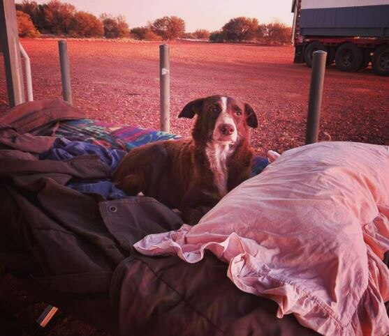 Floss the dog goes on epic Australian road trip to find home, with ...