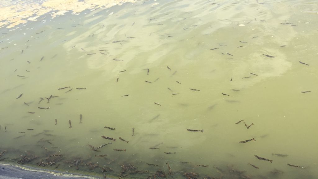 Prawn white spot disease: What is it? - ABC News