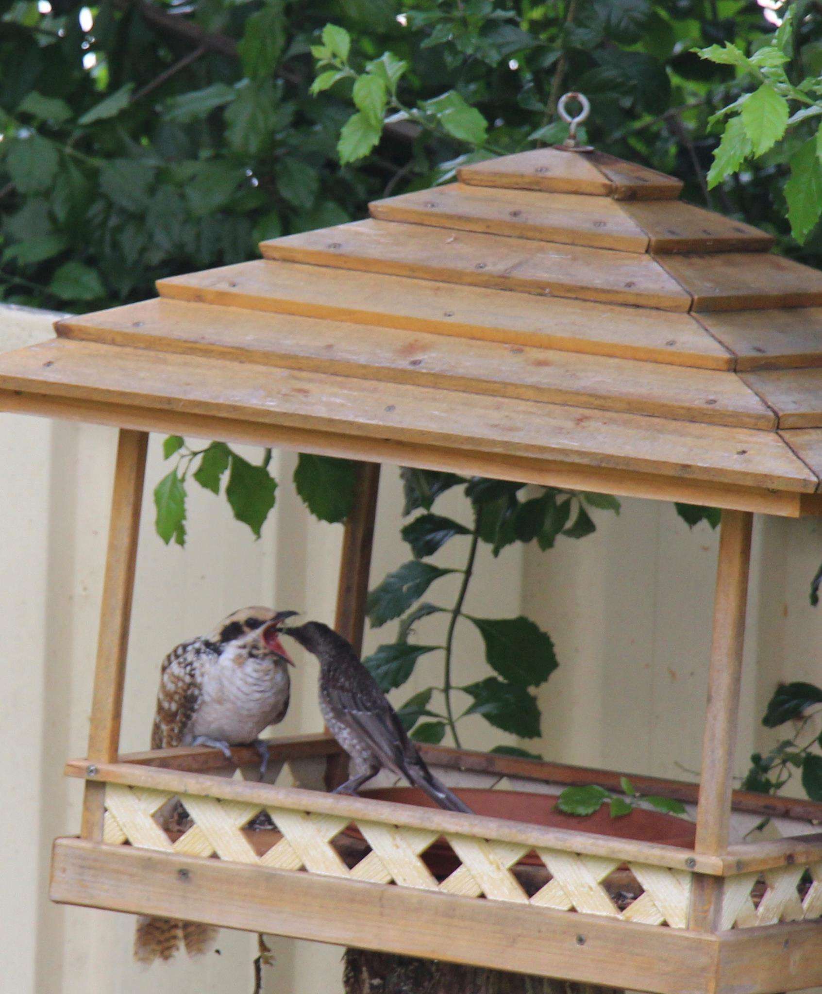 Haunting call of common koel each spring cements bird's place in ...