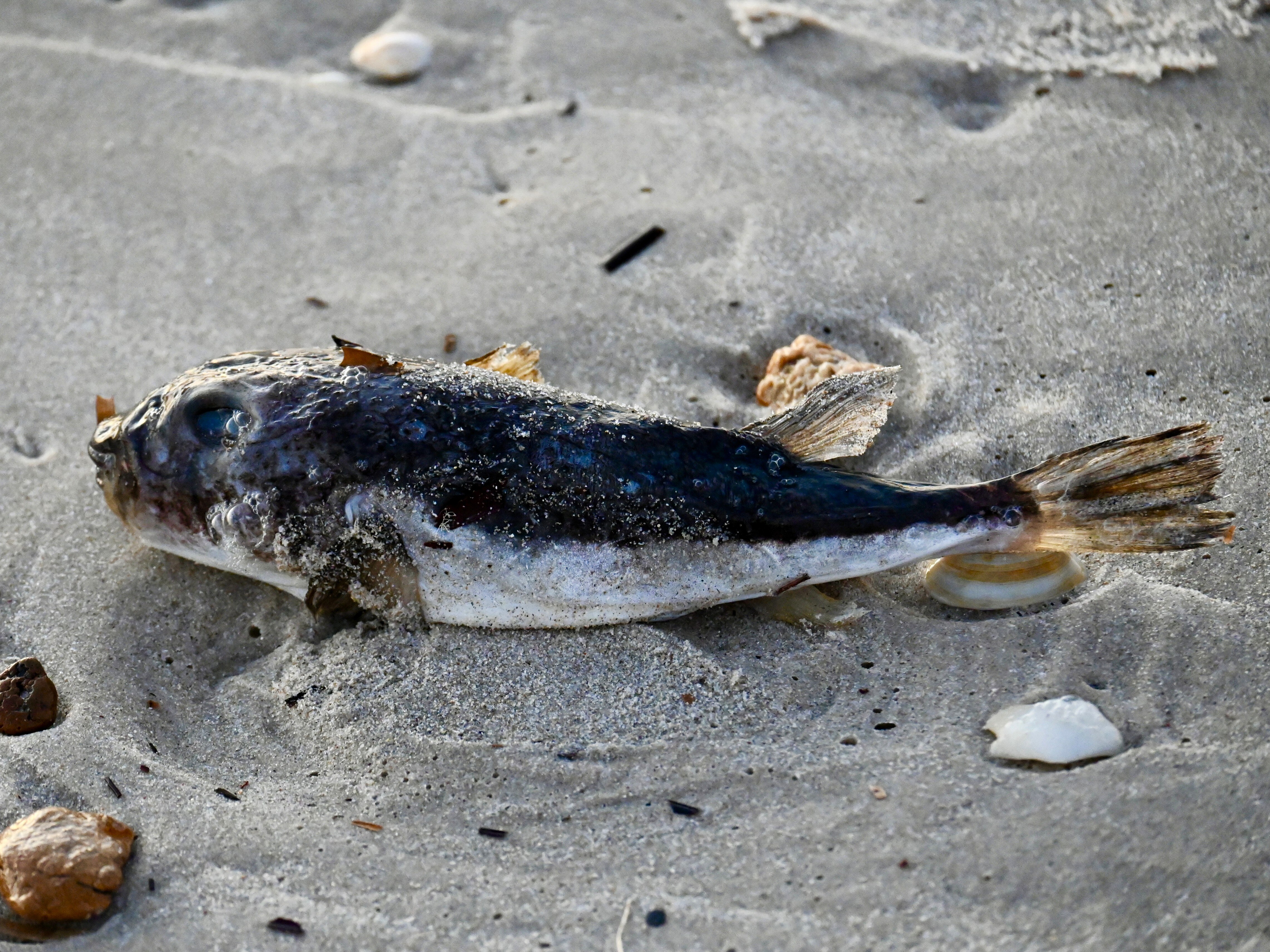 Dog owners seek safety solutions amid South Australia's deadly algal ...