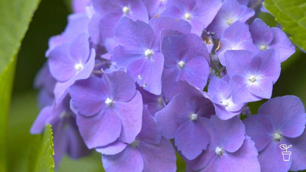 Plant Profile | Hydrangea - Gardening Australia