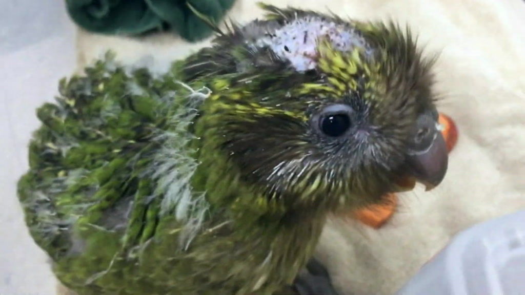 Kākāpō parrot undergoes life-saving brain surgery - ABC News