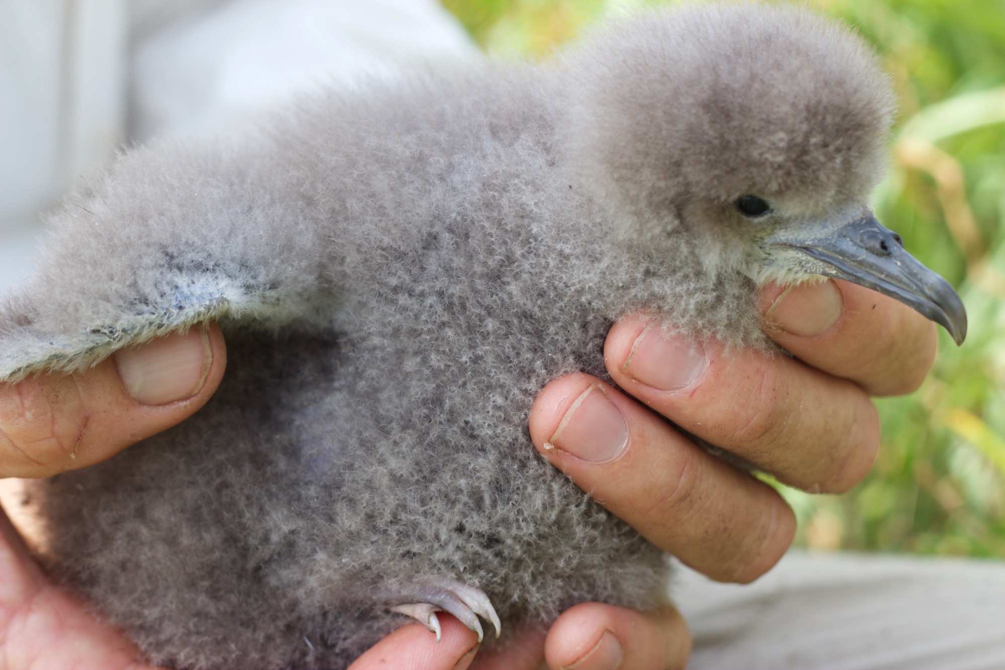 Wedge-tailed shearwaters and the killer weeds of Big Island - ABC listen