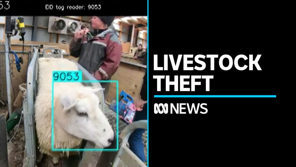 High tech solutions for age-old crime of livestock theft - ABC News