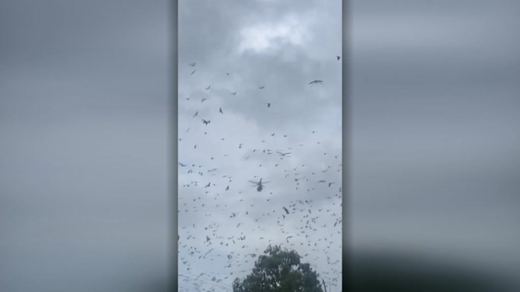 Flying foxes migrate south, putting Queensland towns on alert - ABC News