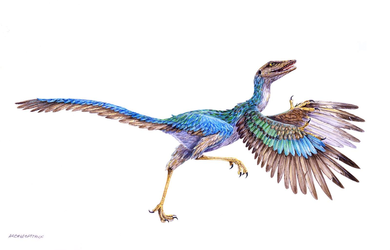 Birds – today’s link to dinosaurs - ABC listen