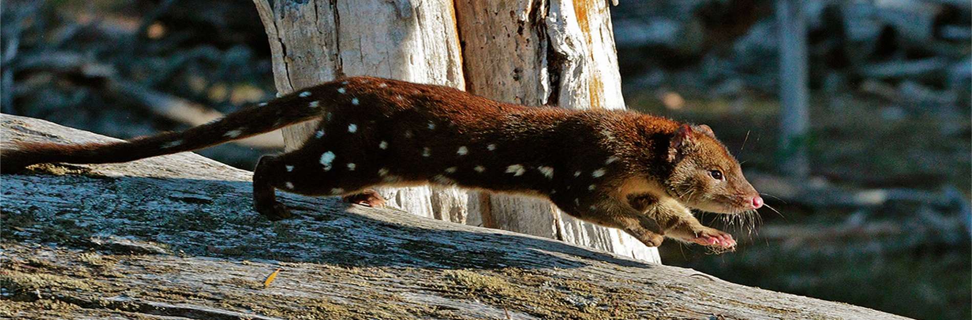 Tasmanian researcher tracking feral cats in bid to help native wildlife ...