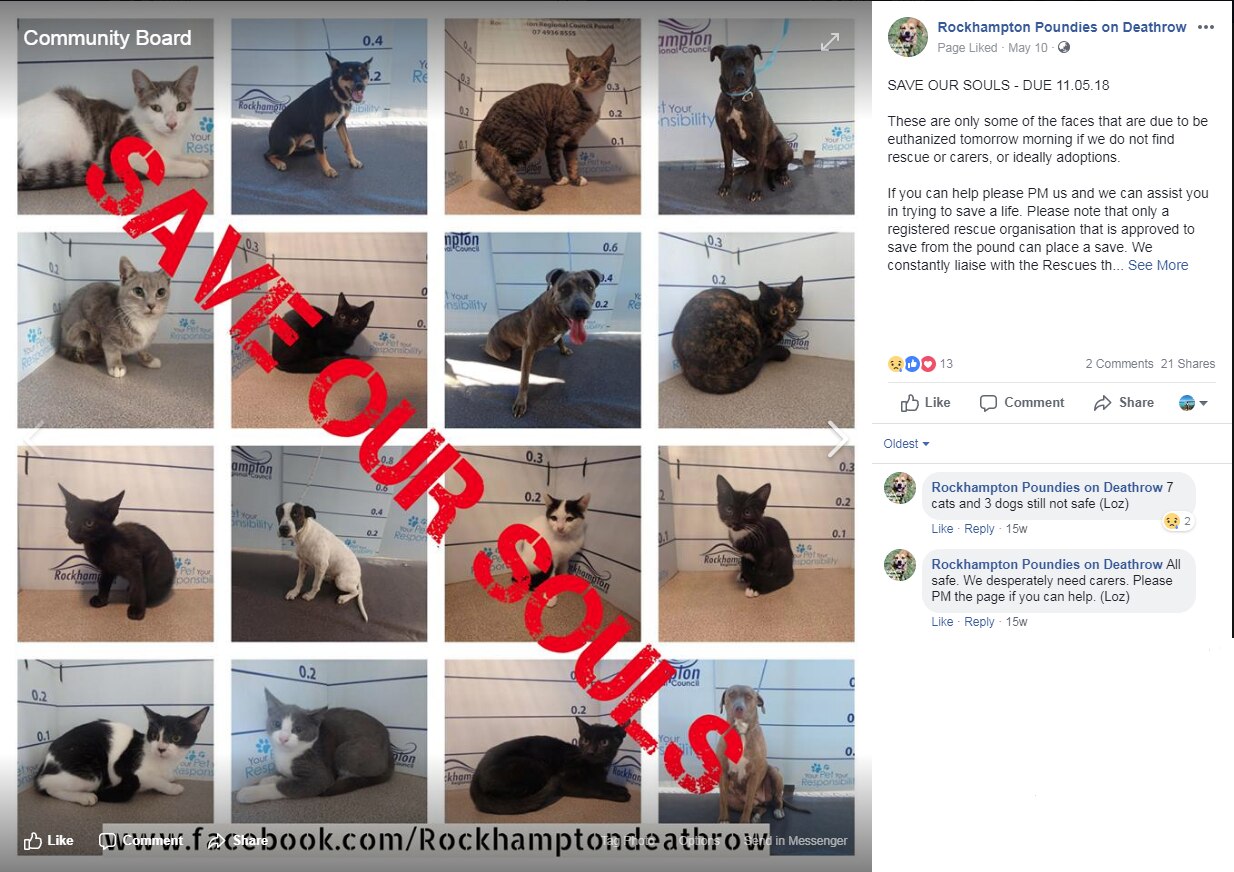 Social media saving the lives of abandoned animals on death row - ABC News