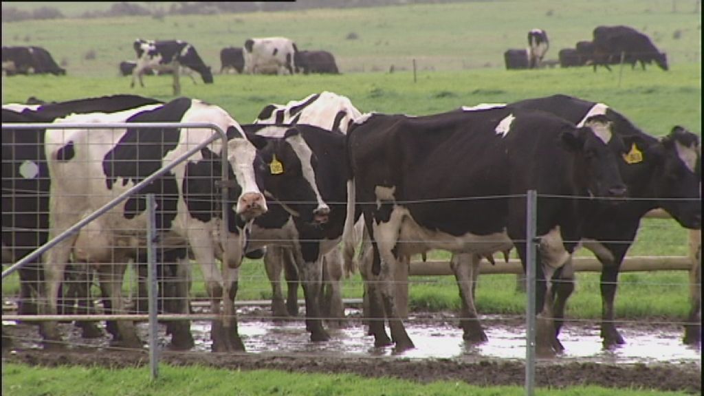 Cow pat nutrition - ABC News