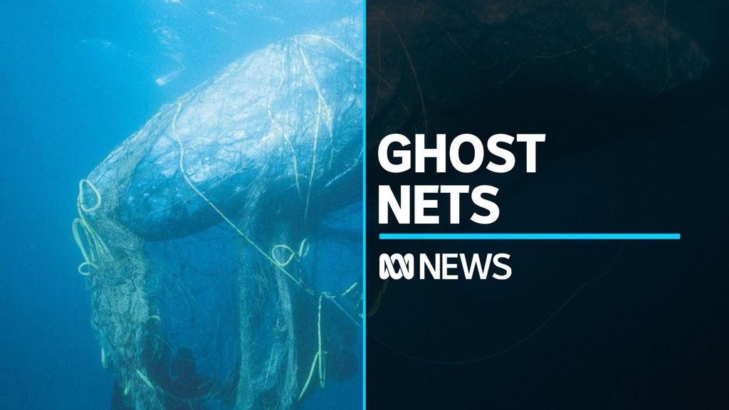 Abandoned fishing nets entangling thousands of animals a year - ABC News