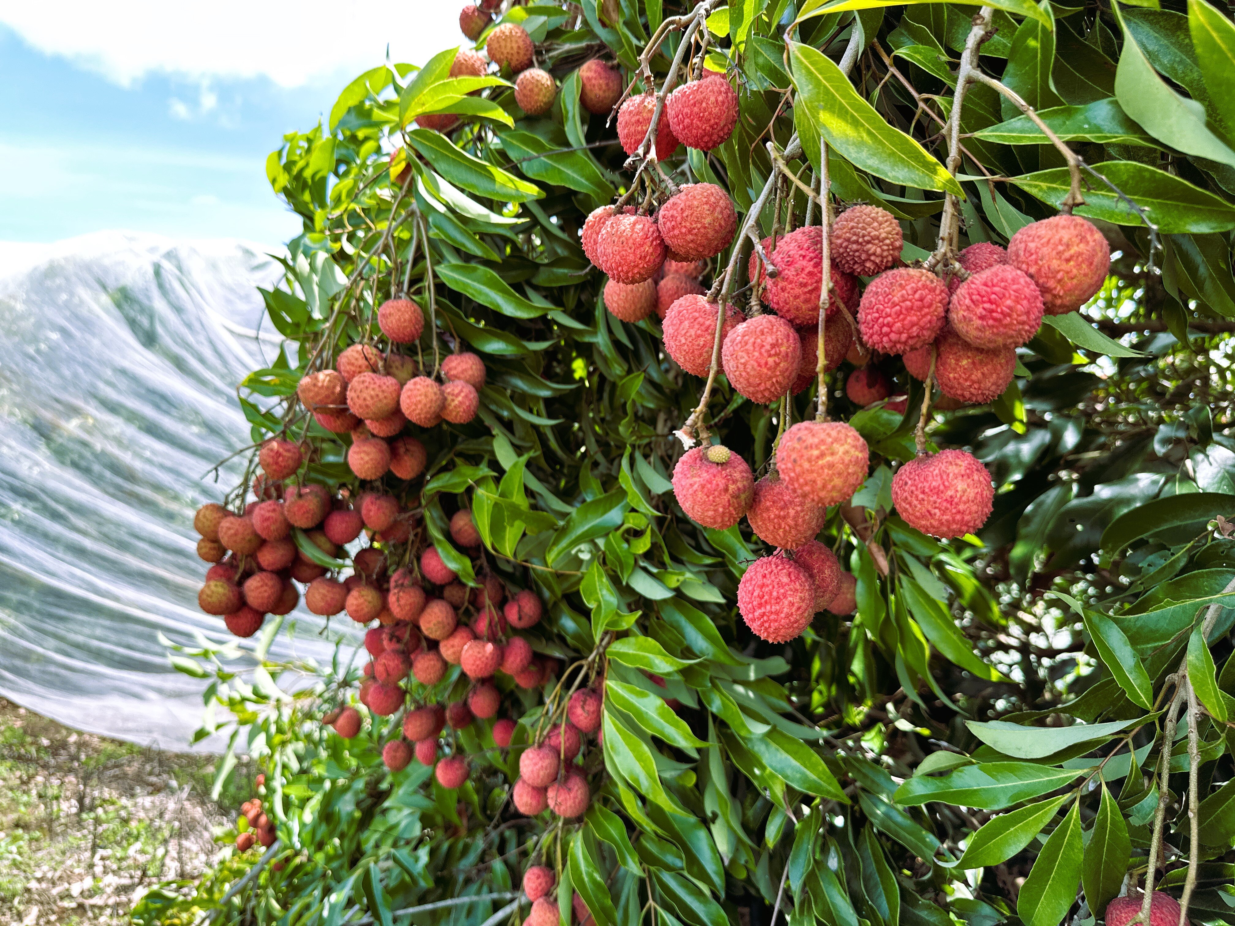 Central Queensland farmers prepare for fruitful season after fighting ...