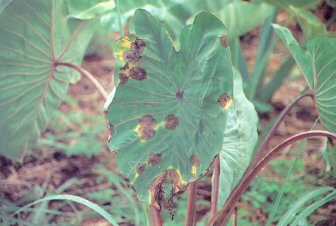 Inside the Pacific's CePaCT plant gene bank, a last line of defence for ...