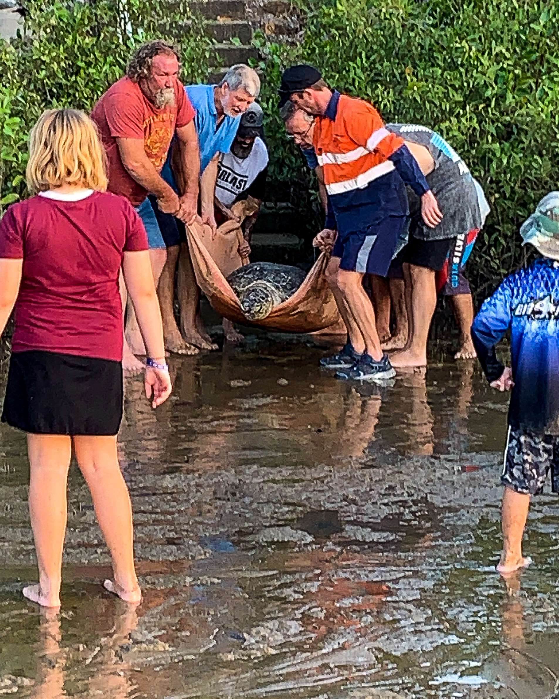 “Caring Community Unites to Save Stranded Turtle on Mackay Coast: A ...