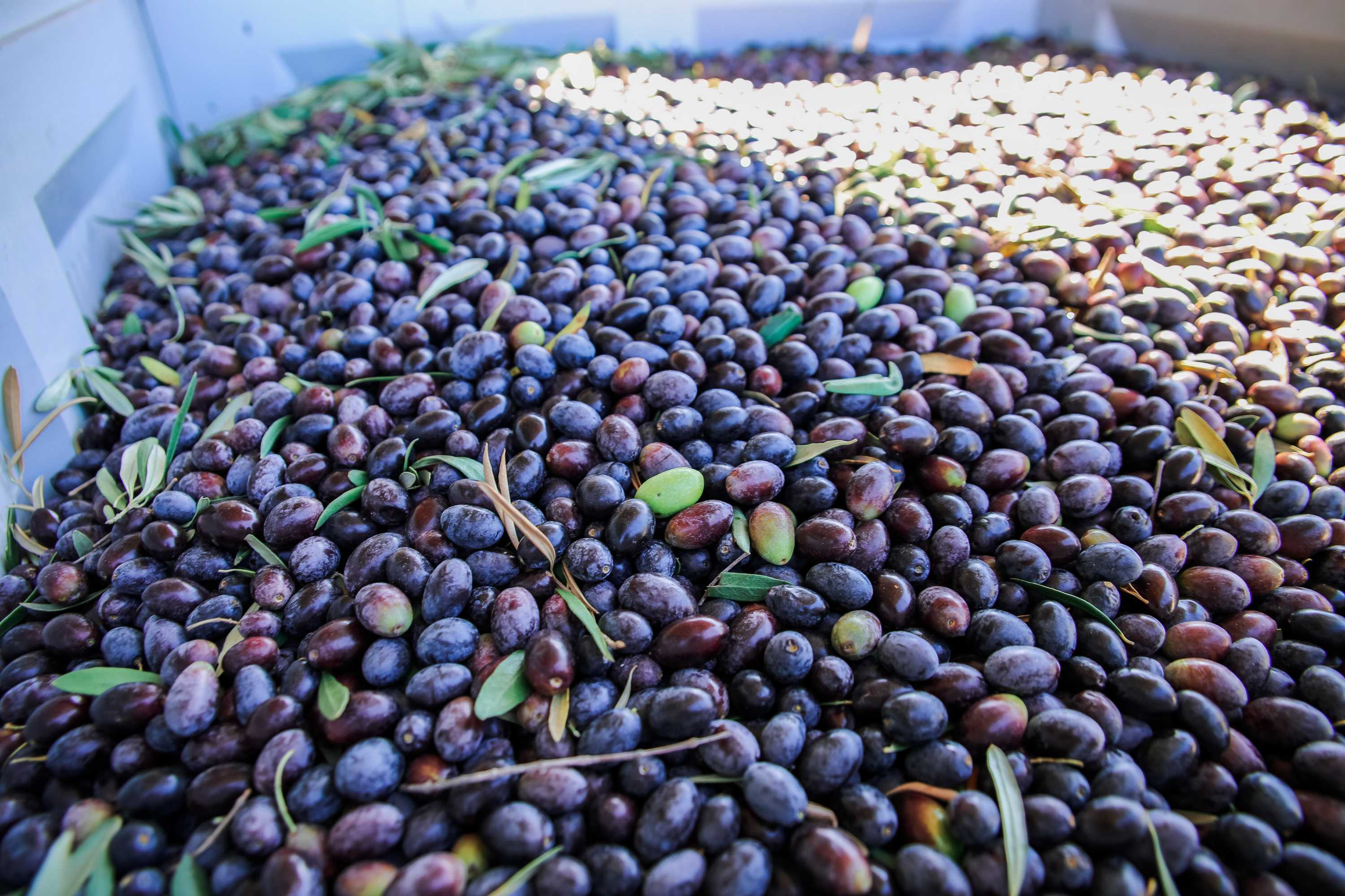 Outback Queensland's only grove shines at international olive oil ...