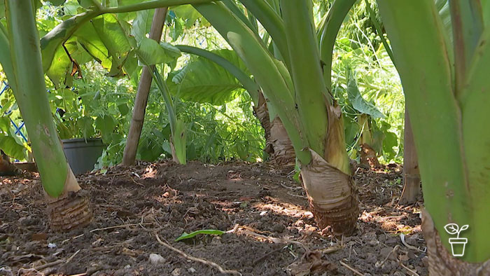 A Yam I Am - Gardening Australia