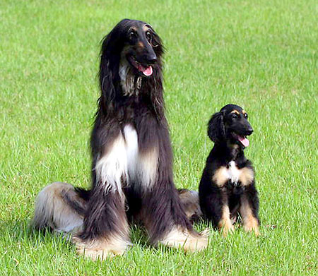 Snuppy confirmed as world's first cloned dog - ABC News