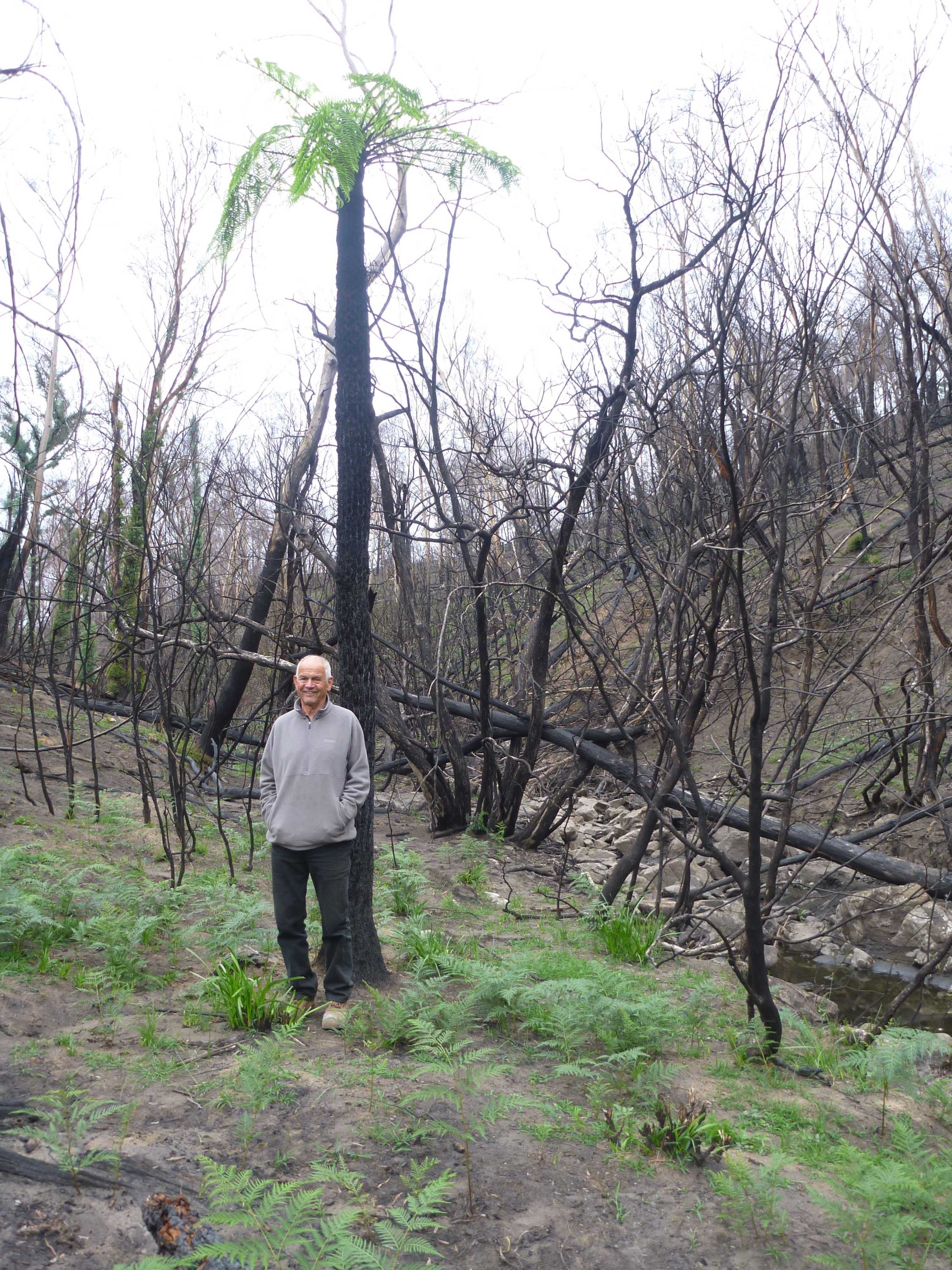 Rare tangle orchid found in rainforest gully at risk of local ...