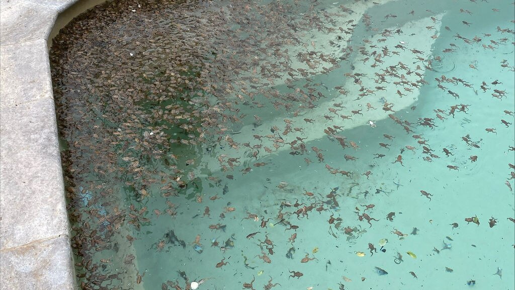 Farmer's frog-infested swimming pool - ABC News
