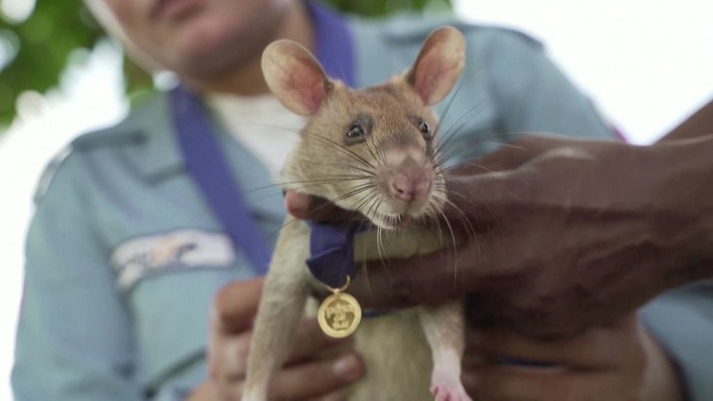 Magawa the landmine-sniffing 'hero rat' dies aged 8 in Cambodia - ABC News